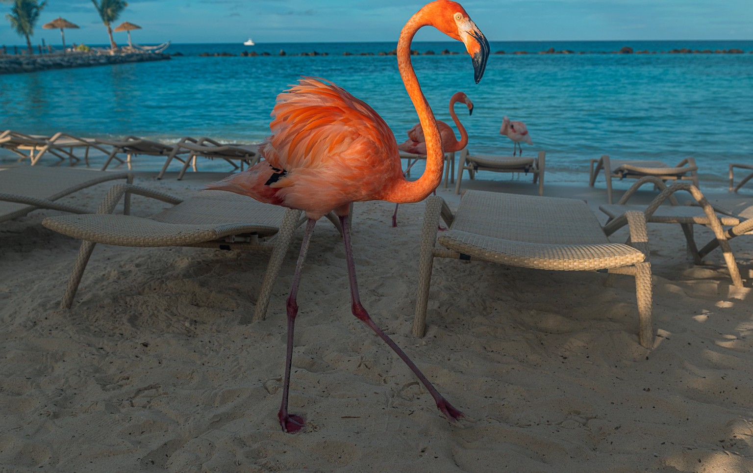 Flamingo Beach in Aruba - How to Get There and What to Do There? | Blog ...